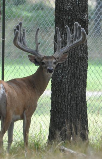 Big Rack Ranch - Trophy Whitetail Breeding & Texas Whitetail Hunting