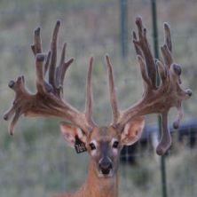 Big Rack Ranch - Trophy Whitetail Breeding & Texas Whitetail Hunting