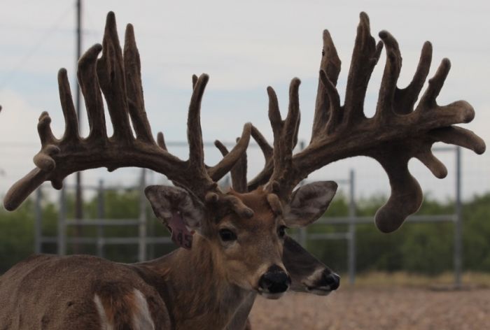 Big Rack Ranch - Trophy Whitetail Breeding & Texas Whitetail Hunting