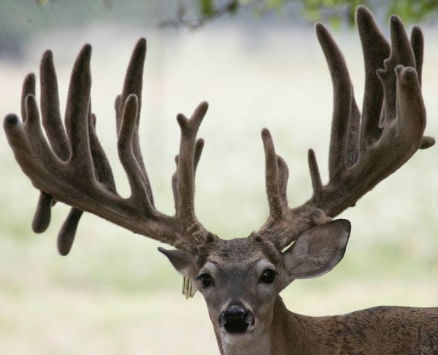 Big Rack Ranch - Trophy Whitetail Breeding & Texas Whitetail Hunting