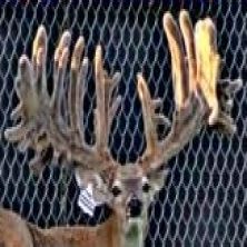Big Rack Ranch - Trophy Whitetail Breeding & Texas Whitetail Hunting