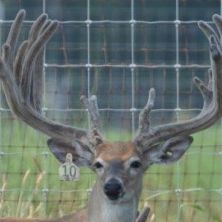 Big Rack Ranch - Trophy Whitetail Breeding & Texas Whitetail Hunting