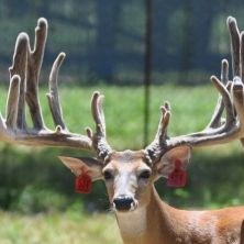 Big Rack Ranch - Trophy Whitetail Breeding & Texas Whitetail Hunting