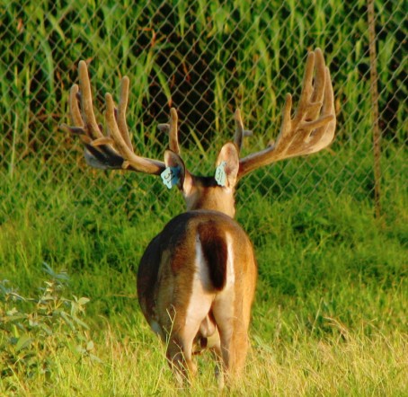 Big Rack Ranch - Trophy Whitetail Breeding & Texas Whitetail Hunting